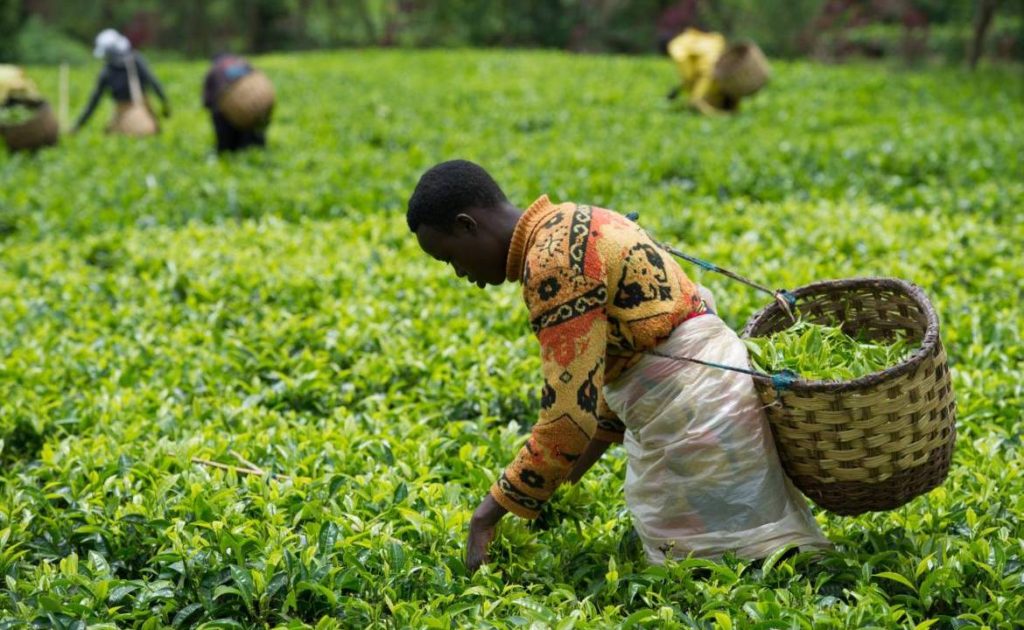 Rwanda eyes over $96 million from tea exports in 2019-2020 – Medafrica ...